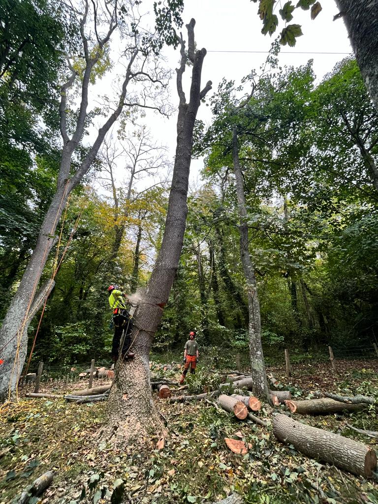 Home - Boulder Tree Works